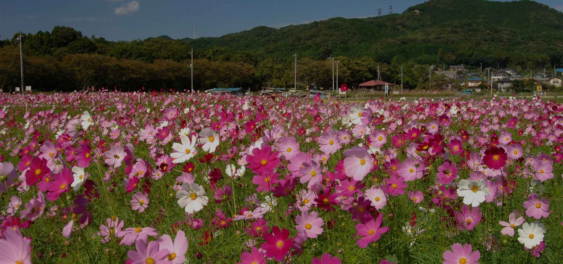 Red Spider Lily Festival at Kinchakuda Manjushage Park