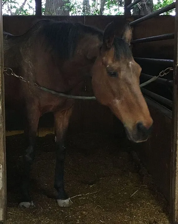 From national icon to global Umamusume star, Haru Urara was the racehorse that never gave up